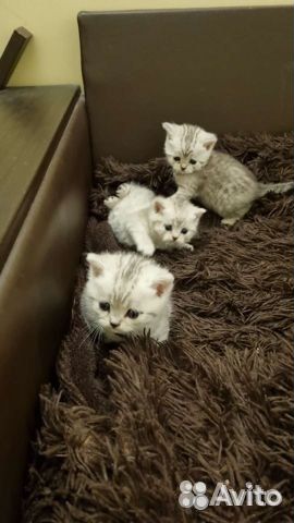 Британские котята вискас окрас