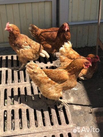 Куры несушки молодки