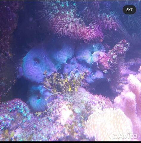 Морской аквариум, живые камни