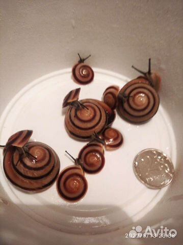 Улитки караколусы