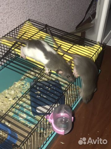 Крысята дамбо