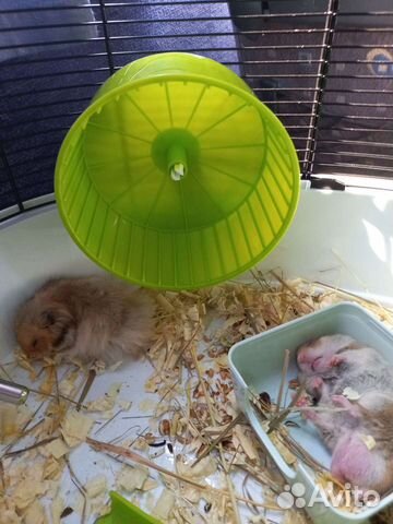 Отдам бесплатно хомяка