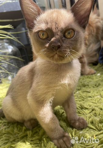 Бурманская