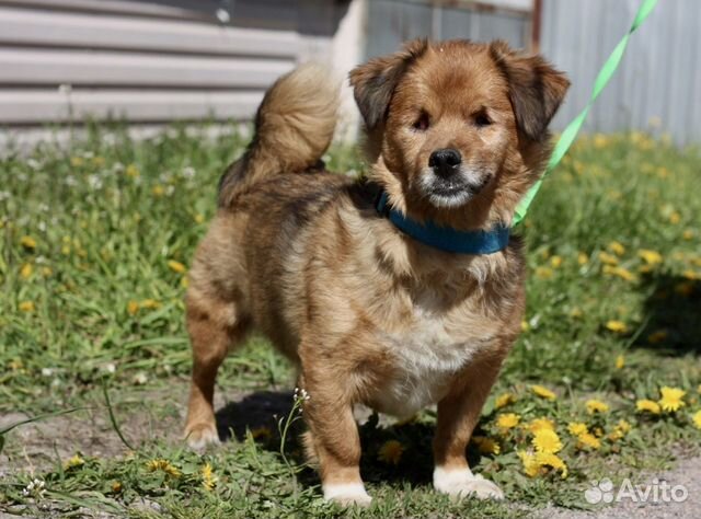 Слепая собака