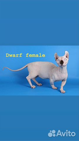 Голубоглазка двэльф