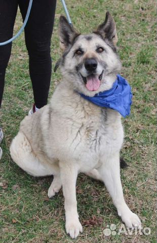 Красавица Вика ищет дом, собака в добрые руки