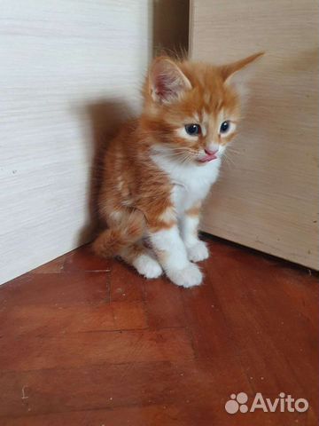 Котёнок красно-рыжий с белым