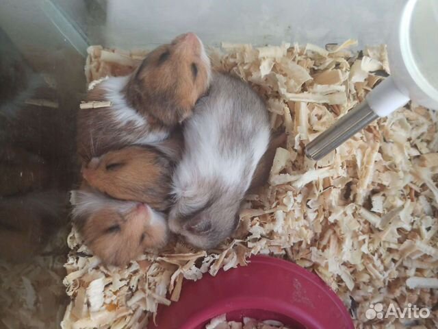 Продам сирийского хомячка