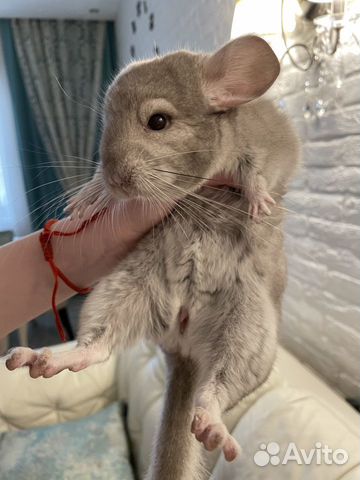 Шиншилла беж