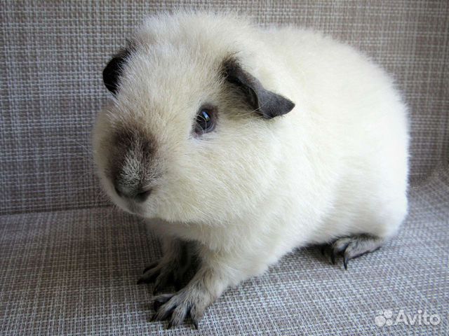 Самец тедди 3 месяца