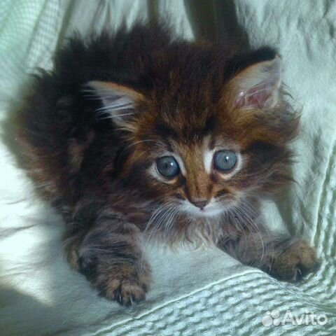 Сибирские красавцы