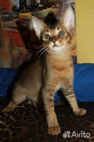 Абиссин+ориенталка