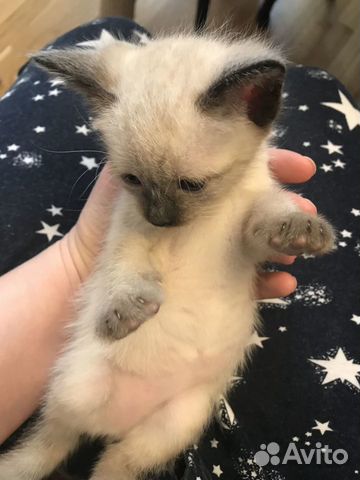 Сиамские котята