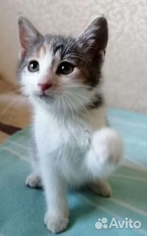 Котёнок в добрые руки