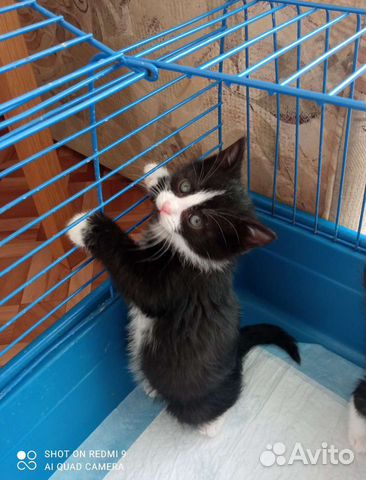 Кошка в дар бесплатно