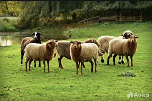 Меняю овец на крс