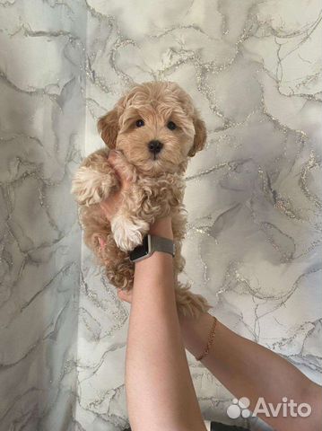 Мальтипу Ф1 мальчик в Корейском типе