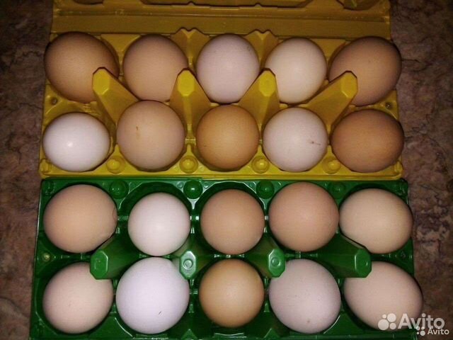 Инкубационное яйцо