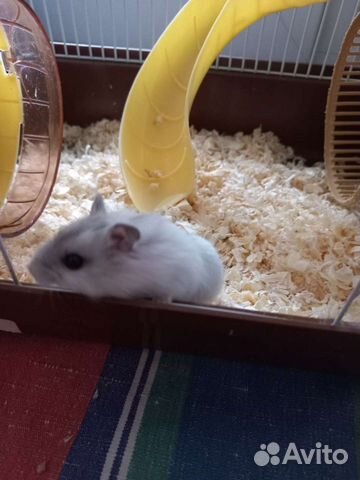 Джунгарские хомячки отдам в хорошие руки