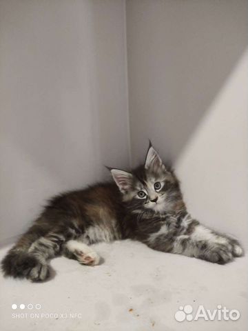 Кошечка с длинными кисточками