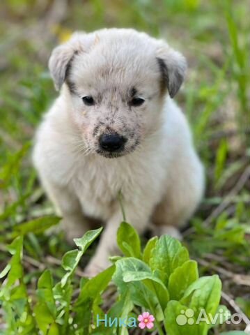 Щенок в добрые руки