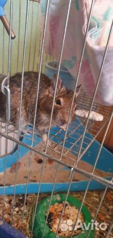 Чилийская белка дегу