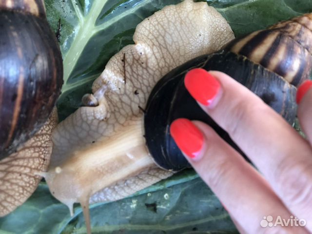 Улитки домашние Ахатины