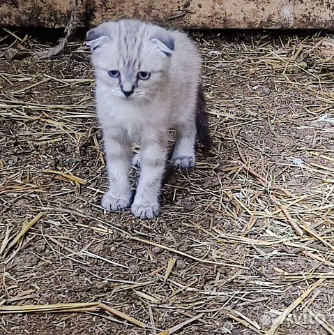 Шотландская вислоухая кошка