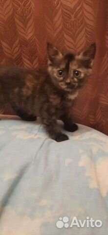 Котята в добрые руки бесплатно