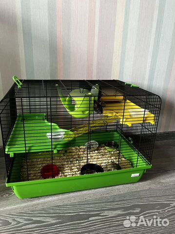 Декоративная крыса