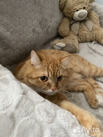 Рыжий британский кот