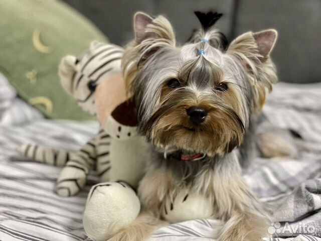 Йоркширский терьер ищем невесту