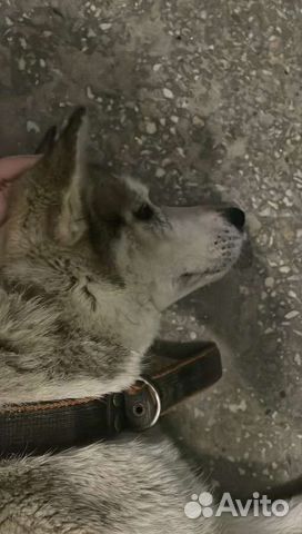 Кто ищет собаку