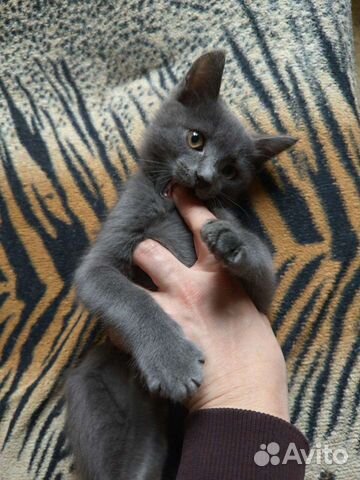 Котенок