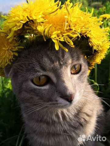 Кошечка.Вязка