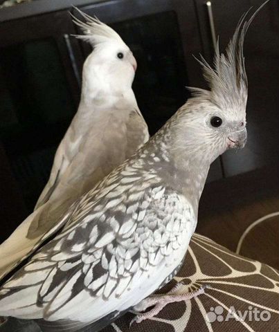 Попугай безщекая корела