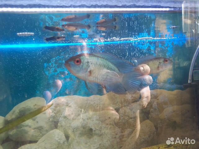 Аквариумные рыбки цихлиды