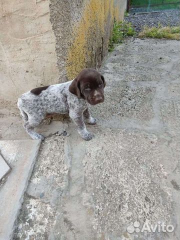 Щенки курцхара