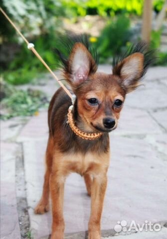 Русский той-терьер длинношерстный(девочки)