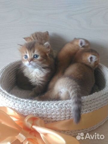 Шотландские золотые котята