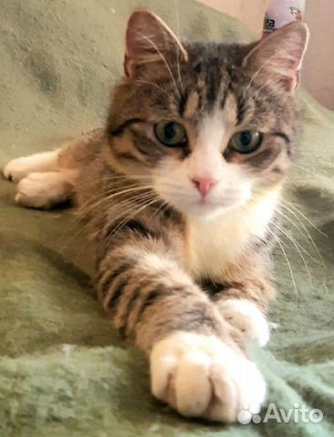 Котик в надежные руки