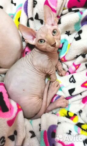 Канадский сфинкс Бамбино