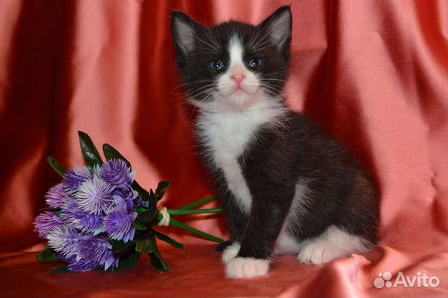 Котенок мальчик, пять недель