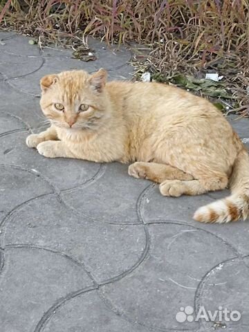 Кот рыжий требуется лечение