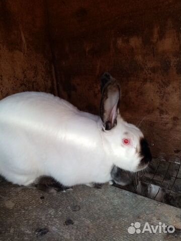 Кролики семья