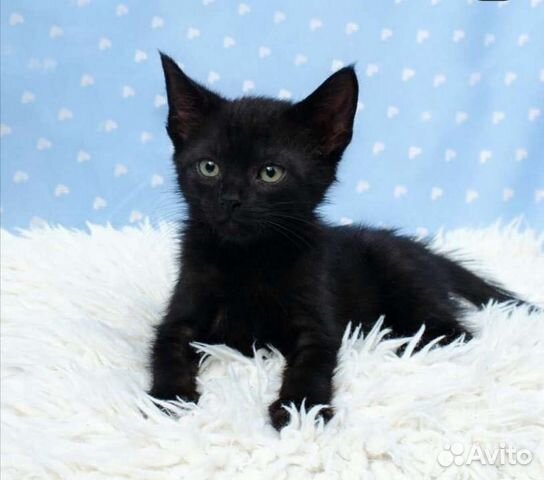 Котенок девочка 2 месяца