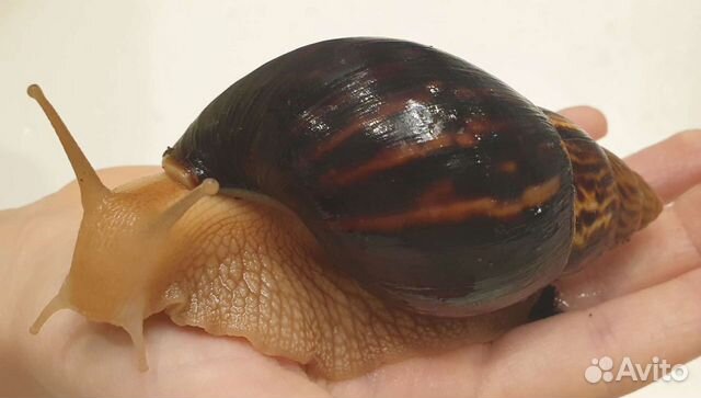 Улитка ахитин 2 шт