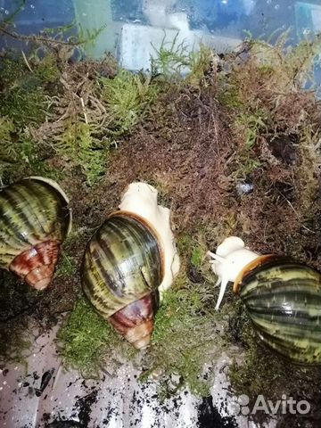 Улитки архахатины паулаэрти альбино