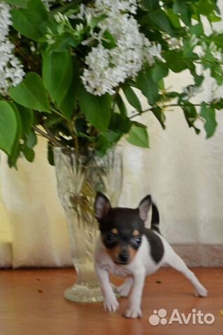 Девочка той-фокстерьера