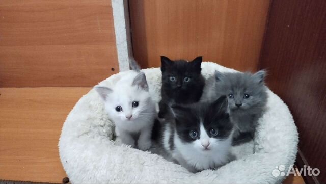 Котята в добрые руки